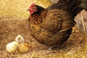 Bantam Chickens Make Great Broodies - Hobby Farms
