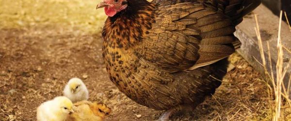 Bantam Chickens Make Great Broodies - Hobby Farms