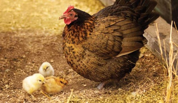 Bantam Chickens Make Great Broodies - Hobby Farms