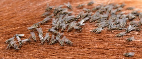 Further Tips For Fighting Flies On Livestock - Hobby Farms