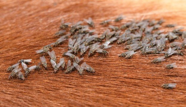 Further Tips For Fighting Flies On Livestock - Hobby Farms