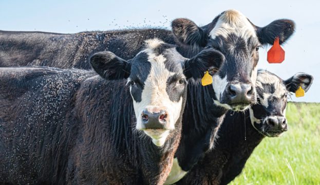 Further Tips For Fighting Flies On Livestock - Hobby Farms