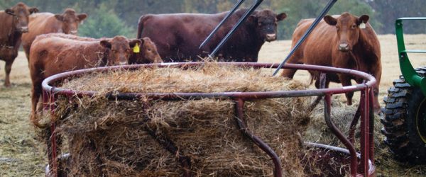 Further Tips For Fighting Flies On Livestock - Hobby Farms