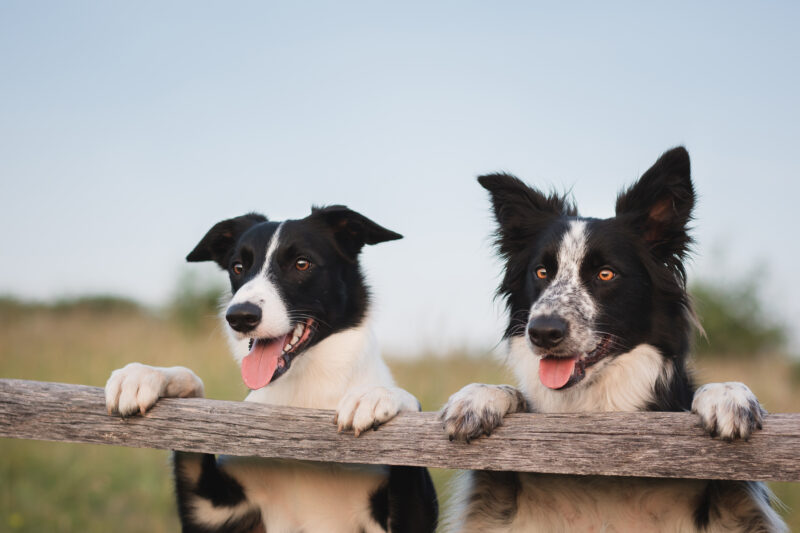 7 Herding Dog Breeds For Your Farm - Hobby Farms
