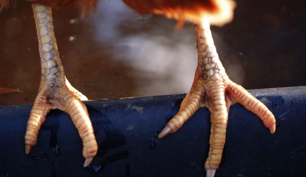 Ana Hotaling, Author at Hobby Farms