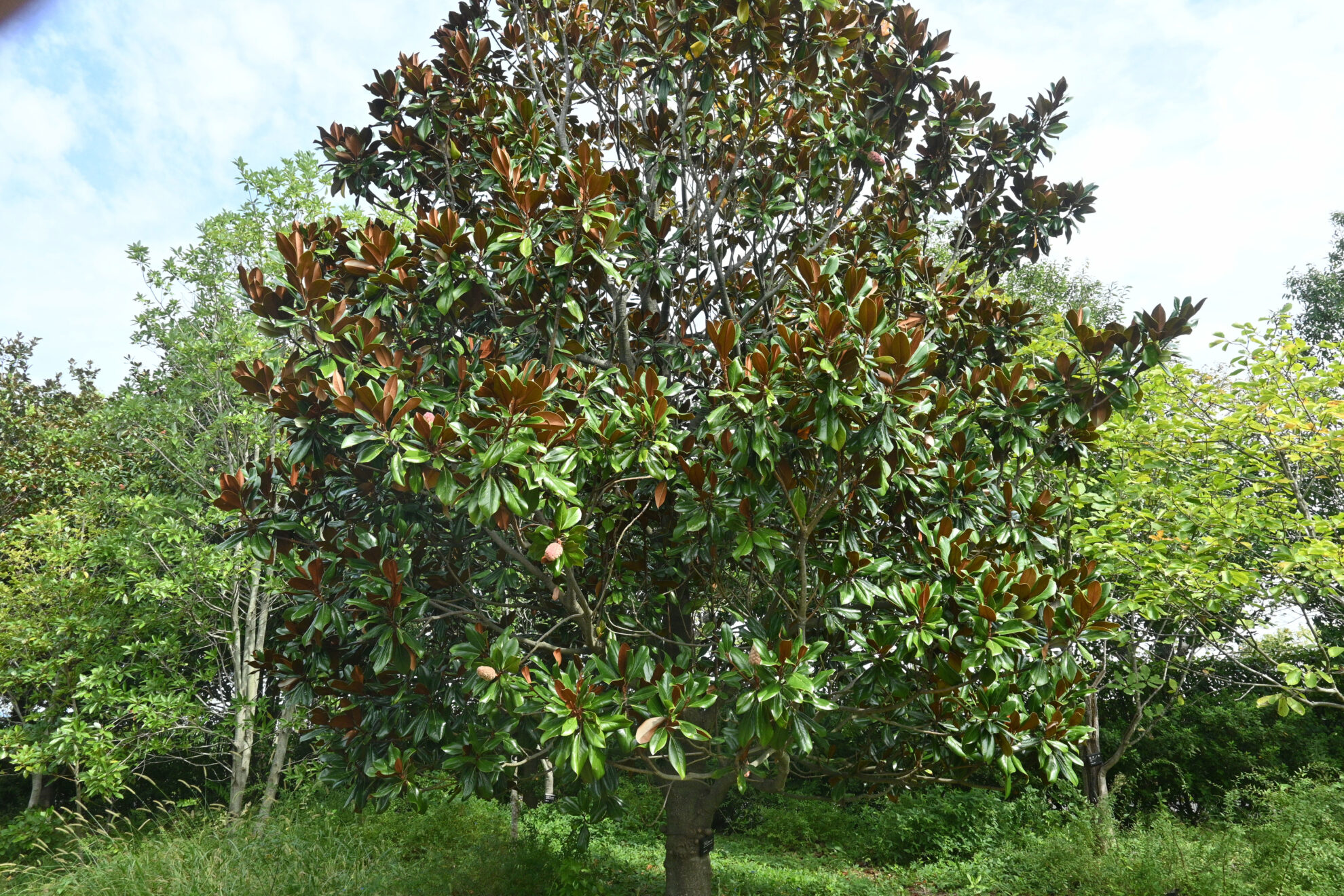 Fast-Growing Shade Trees: Try These 7 In Your Pasture - Hobby Farms