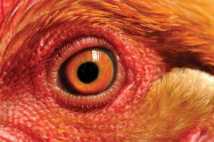 Chickens Have Some Unique Vision Traits - Hobby Farms