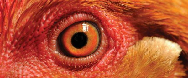 Chickens Have Some Unique Vision Traits - Hobby Farms