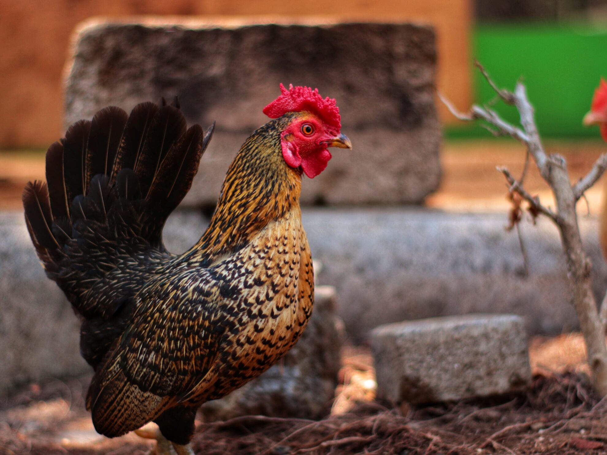 10 Most Expensive Chicken Breeds in the U.S. - Hobby Farms