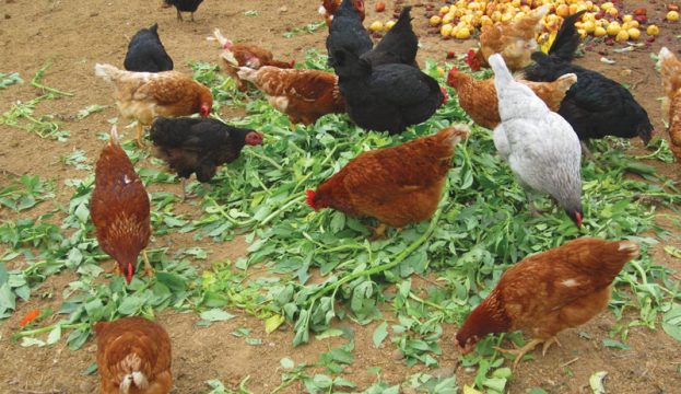 Chicken Scratch Feed: A Complete Guide for Your Backyard Flock - Hobby ...