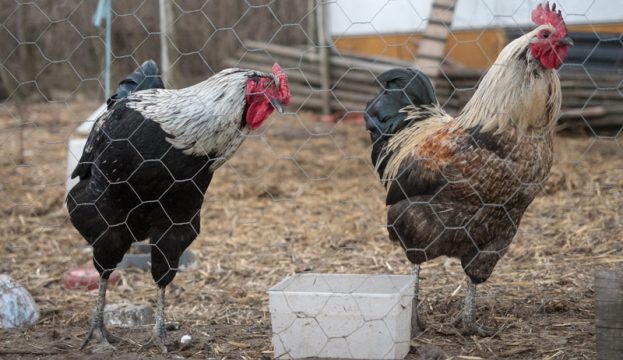 Cost-Saving Tips For Keeping Chickens & Your Cash - Hobby Farms