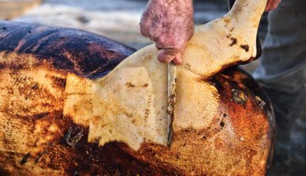 Learn The ABCs Of Home Hog Butchering - Hobby Farms