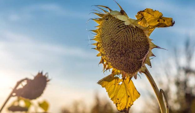 flower crops - Hobby Farms