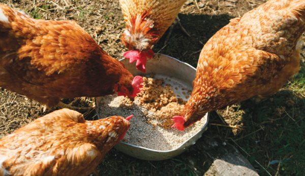 Feed Your Chicken Flock Right With These Tips - Hobby Farms