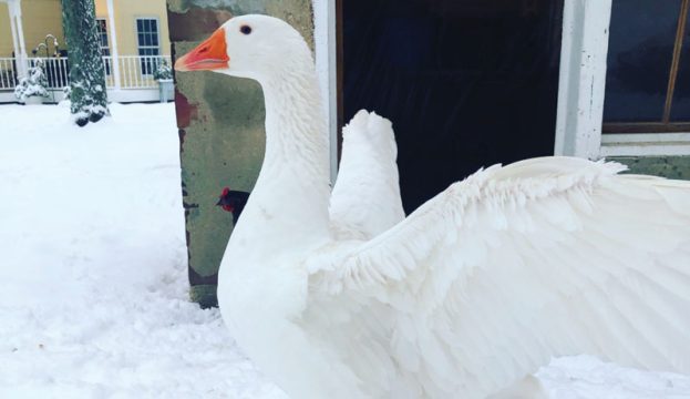 Shutterclucks: Chickens Editors Choose Reader Photos - Hobby Farms