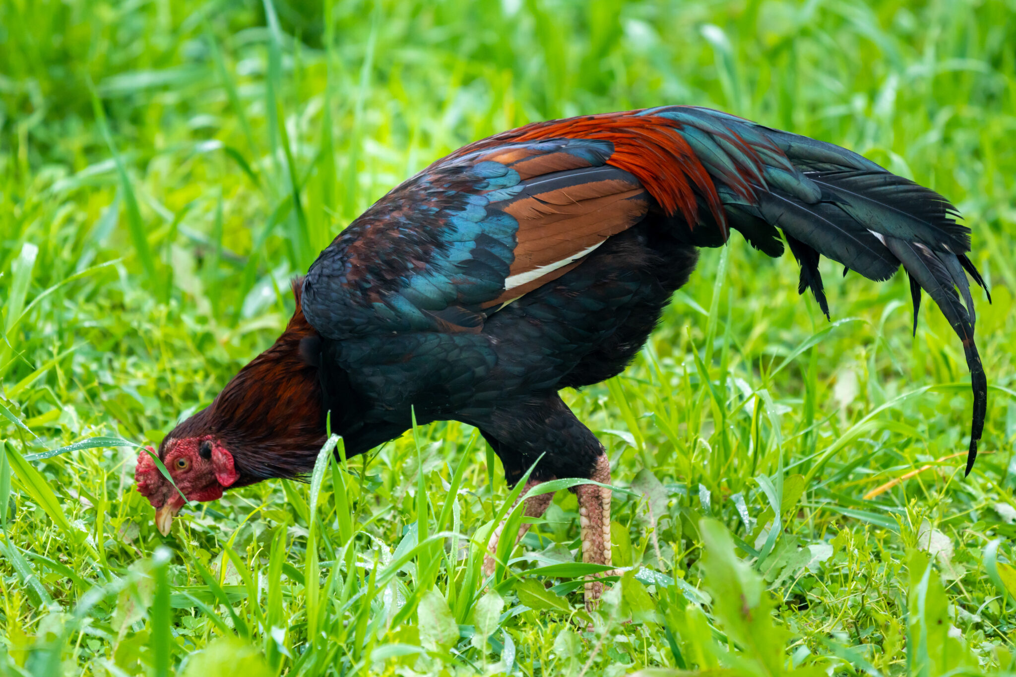 Heritage Chickens: The Top 11 Close to Extinction - Hobby Farms