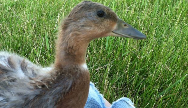 Bantam Ducks: 3 Breeds For Backyard Flocks - Hobby Farms
