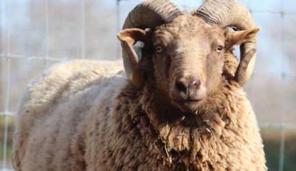 Get To Know The Shetland Sheep Breed - Hobby Farms