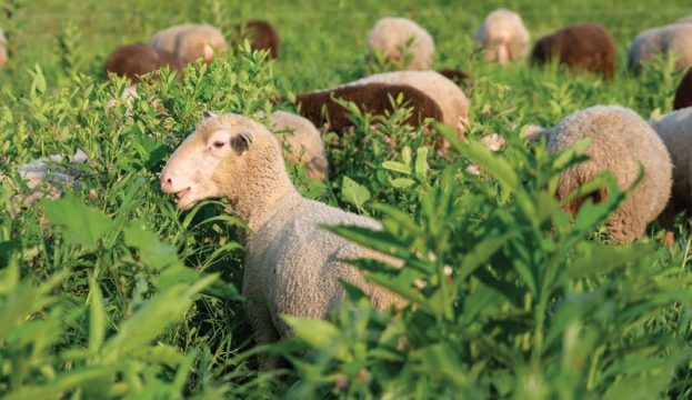 Choose Your Ruminant Depending On Your Pastures - Hobby Farms
