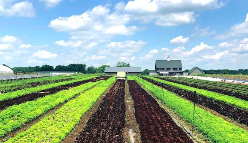 Growing Rice & Microgreens With Blue Moon Acres - Hobby Farms