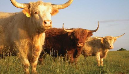 Top Livestock Breeds For Your Farm - Hobby Farms