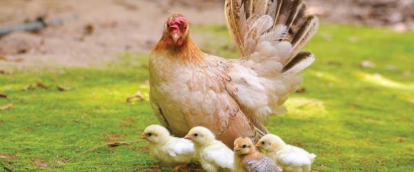 10 Tips For Keeping Chickens Safe From Predators - Hobby Farms