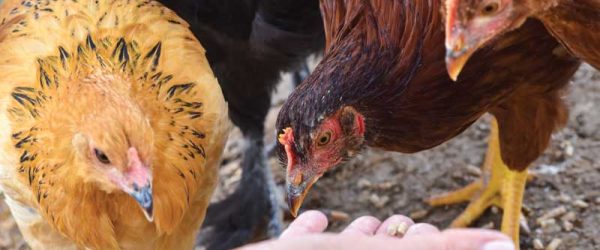 Chicken Coop For The Soul: Therapy Chickens At Work - Hobby Farms