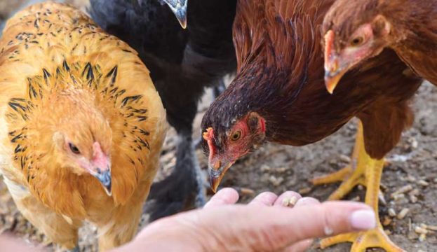 Chicken Coop For The Soul: Therapy Chickens At Work - Hobby Farms