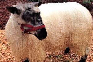 Consider A Heritage Breed Of Sheep For Your Farm - Hobby Farms