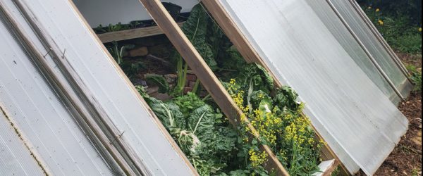 Build A Winter Greenhouse For Year-Round Growing - Hobby Farms