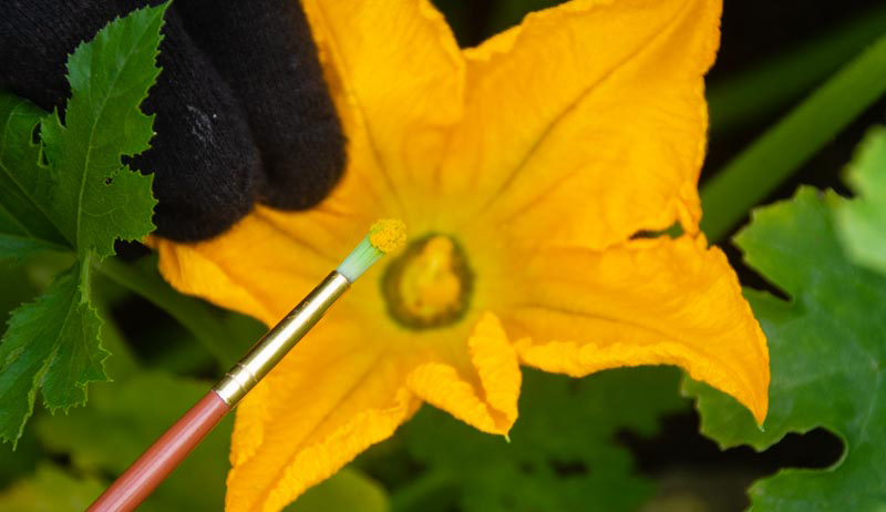 Hand Pollination Techniques for Bigger Harvest - Hobby Farms
