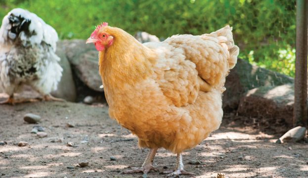 Choose Chickens For Your Desired Egg Colors - Hobby Farms