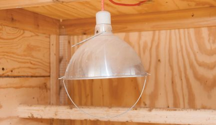 Warm Your Baby Chicks Without Using Heat Lamps - Hobby Farms