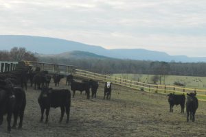 Raising Beef: Advice From An Experienced Cattle Farmer - Hobby Farms