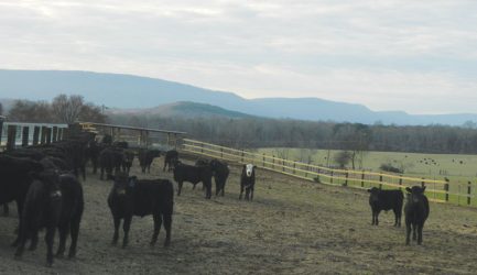 Raising Beef: Advice From An Experienced Cattle Farmer - Hobby Farms