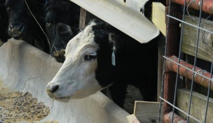 Raising Beef: Advice From An Experienced Cattle Farmer - Hobby Farms