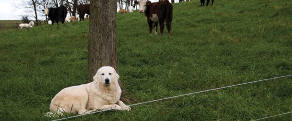 Rotational Grazing Works At Spring Valley Stock Farms - Hobby Farms