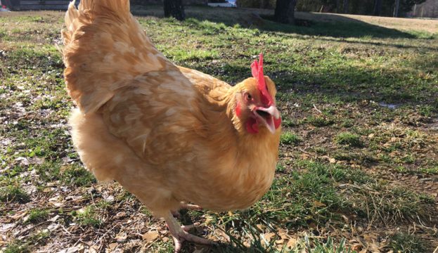Shutterclucks: Chickens Editors Choose Reader Photos - Hobby Farms