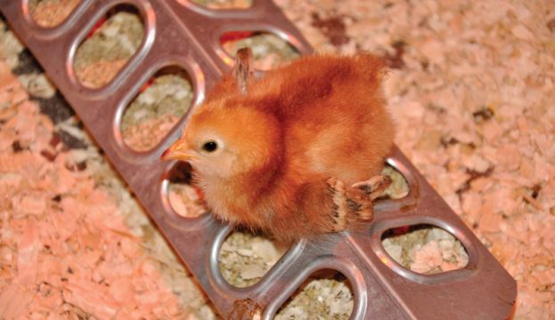 Your Day-Old Chicks Arrived! Now What Do You Do? - Hobby Farms