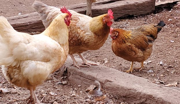 Shutterclucks: Chickens Editors Choose Reader Photos - Hobby Farms