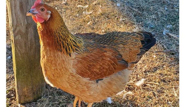 Shutterclucks: Chickens Editors Choose Reader Photos - Hobby Farms