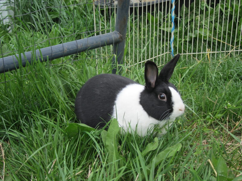 Dutch Rabbit 101: Colors, Care and Personality - Hobby Farms