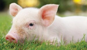 How To Administer A Farm Animal Medication Yourself - Hobby Farms