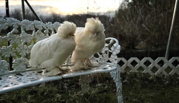 Shutterclucks: Chickens Editors Choose Reader Photos - Hobby Farms