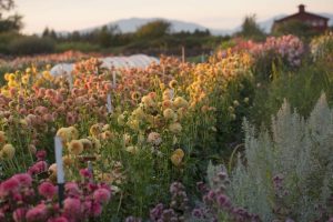 Build a Better Bouquet With A Cut Flower Garden - Hobby Farms