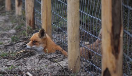 10 Tips For Keeping Chickens Safe From Predators - Hobby Farms