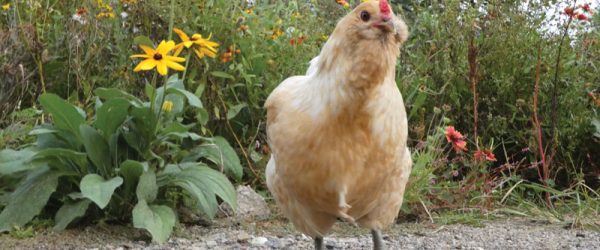 Chicken Chat Escaped Chickens Evade Threats Hobby Farms