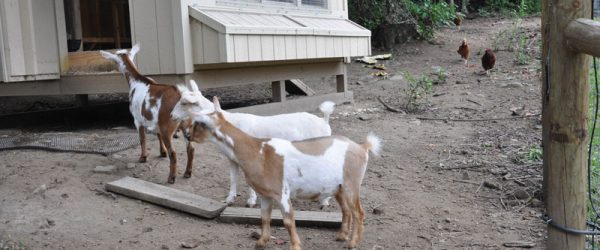 Pasture Goats & Chickens Together For A Dynamic Duo - Hobby Farms