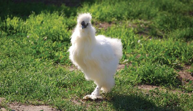 Say Cheese! For Recent Reader Poultry Photos - Hobby Farms
