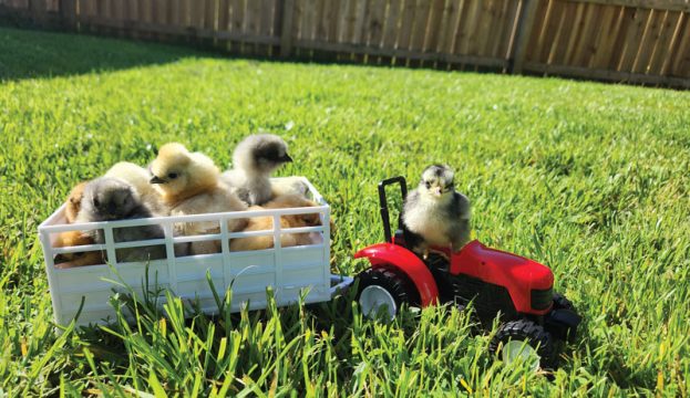 Winners: Chickens 2023 Best Of Cluck Photo Contest - Hobby Farms